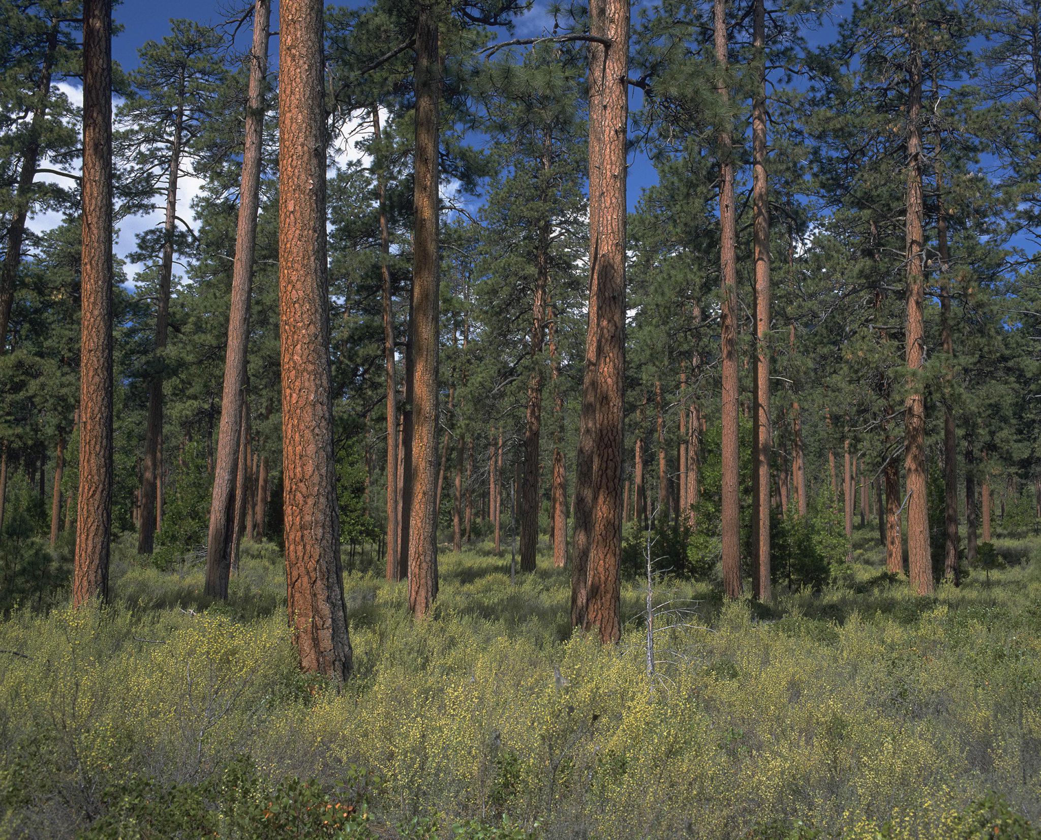 Ips Beetles | SavATree