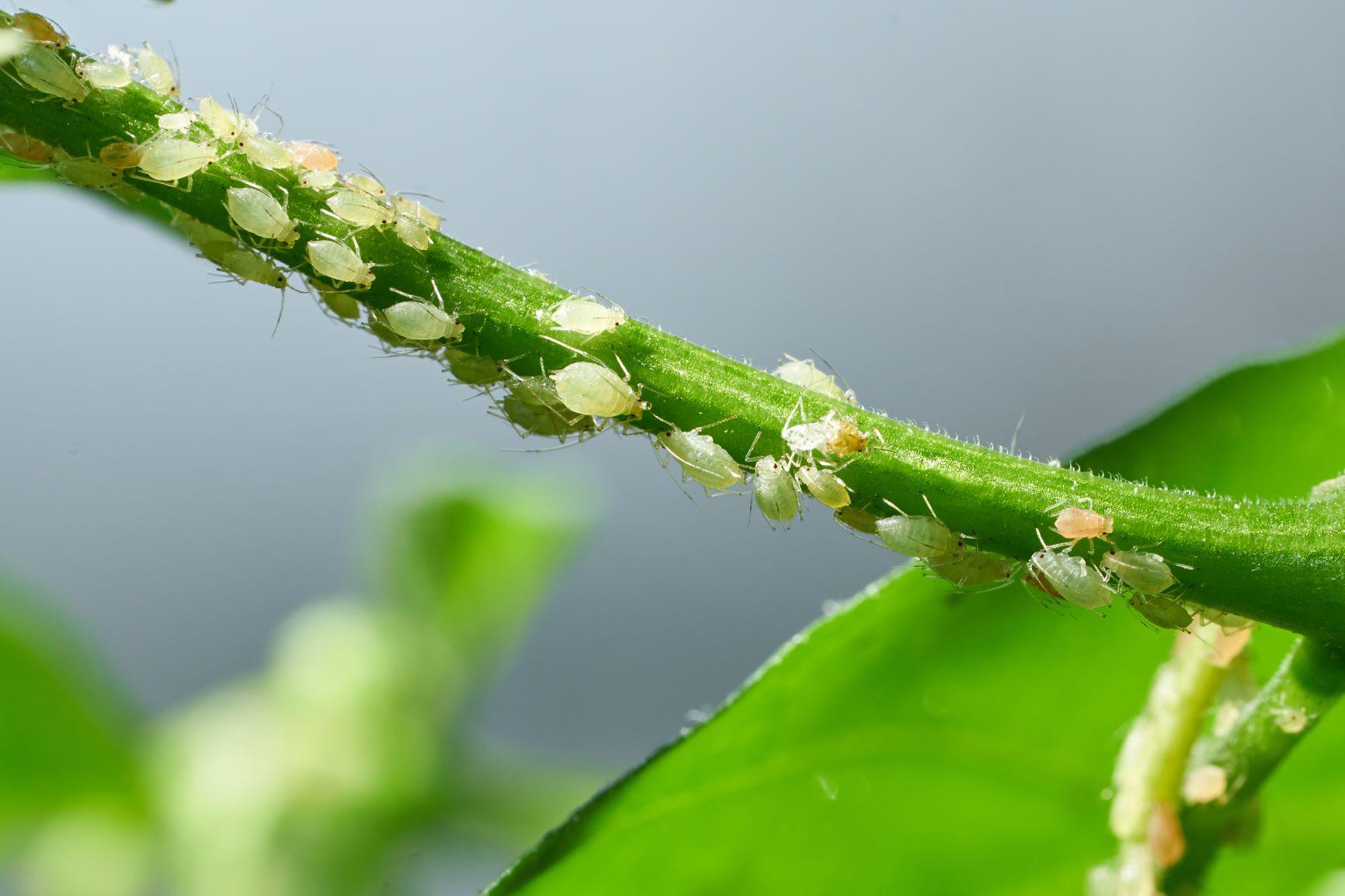 Aphid Treatment Near You | SavATree