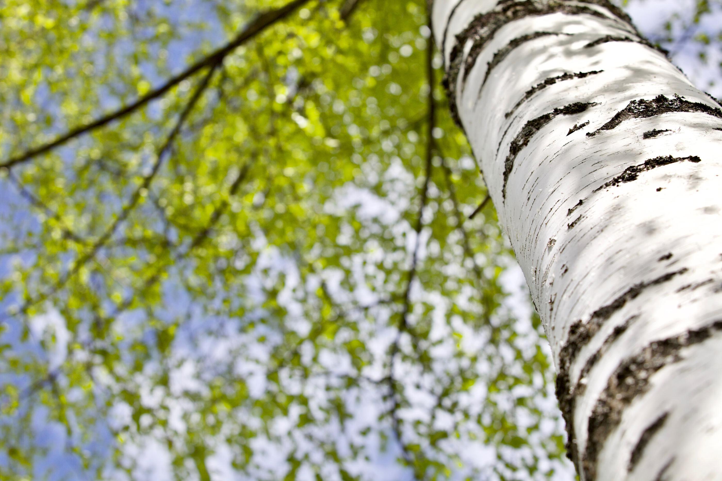 Birch Tree Varieties, Diseases & Care | SavATree