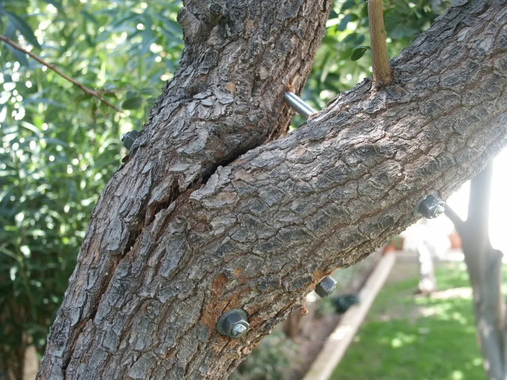 Is Your Tree Leaning? When to Worry & What to Do