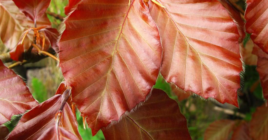 The copper beech tree provides a visual impact but it does have its ...