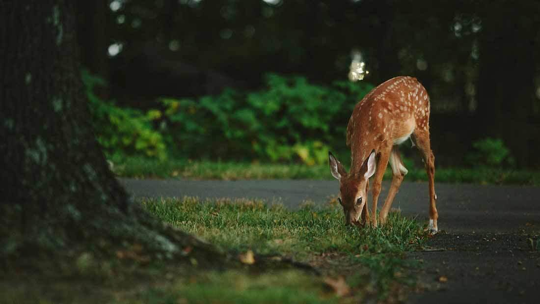 Deer Repellent and Deer Deterrent Services - SavATree