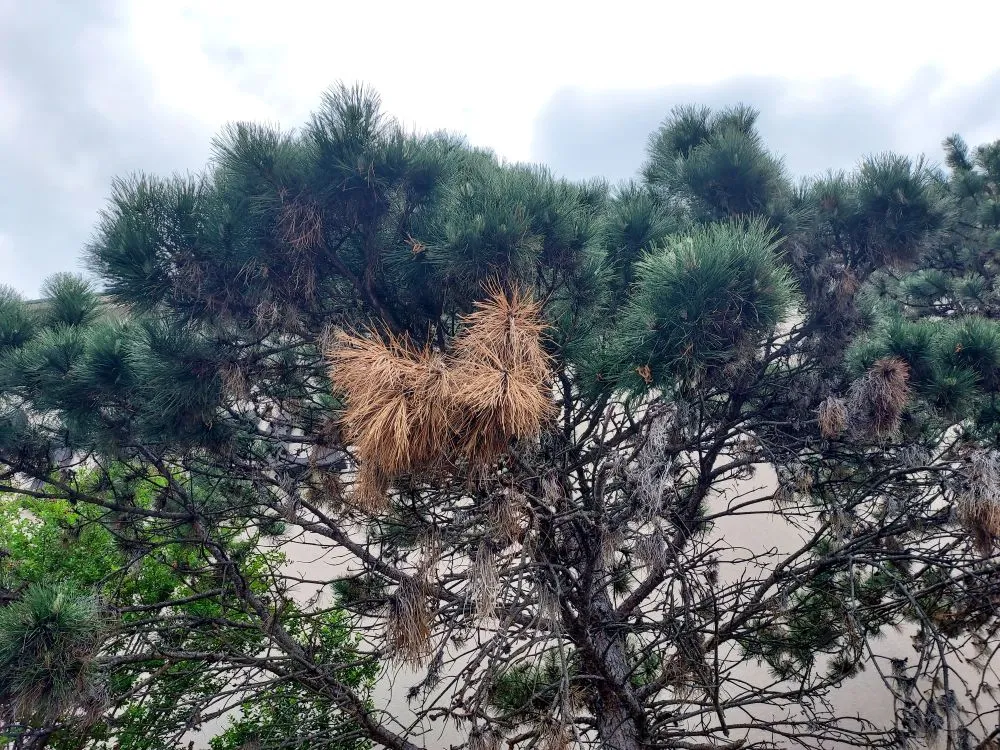 Diplodia Tip Blight Treatment Near You | SavATree