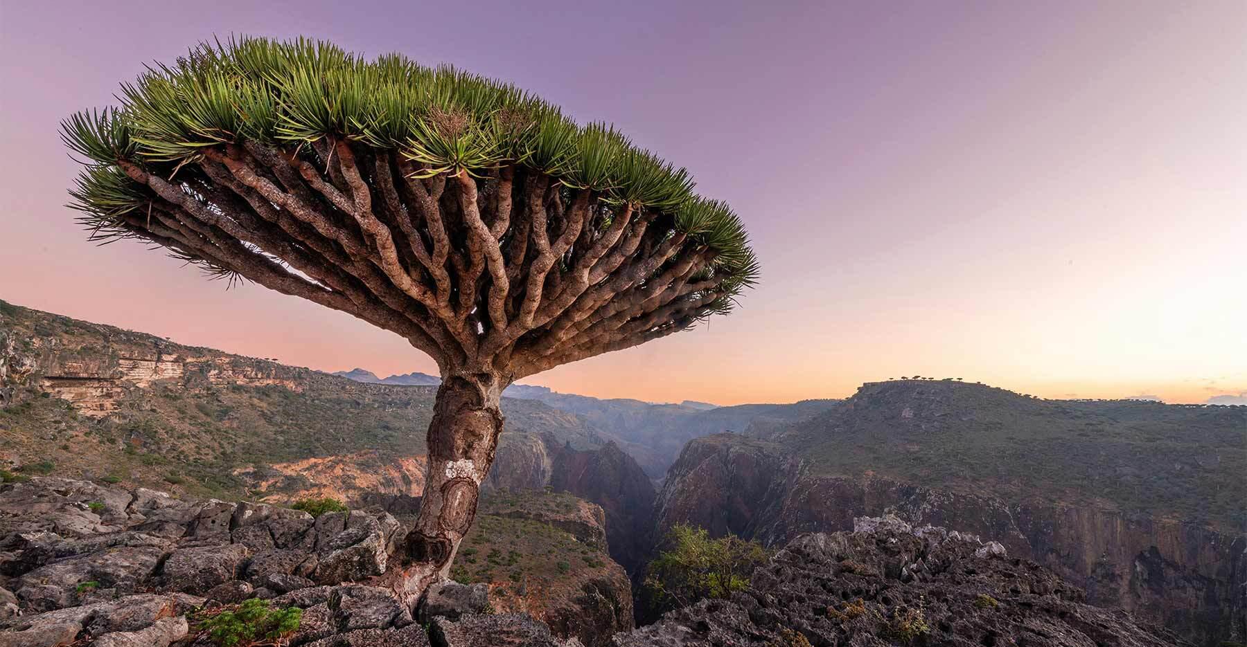 Dragon's Blood Tree - Dragon's Blood Tree Facts