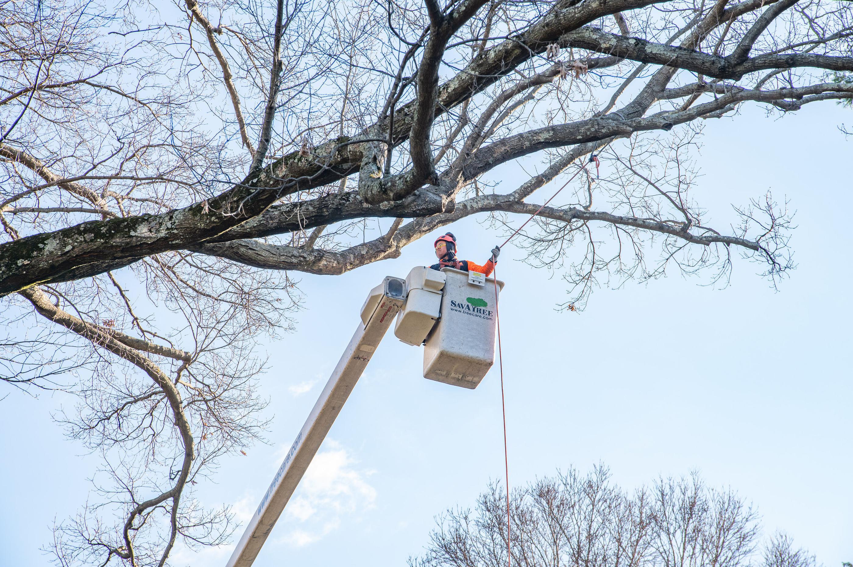 Tree, Shrub & Lawn Care Services | SavATree Certified Arborists