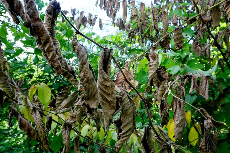 Tree, Shrub & Lawn Care Services | SavATree Certified Arborists