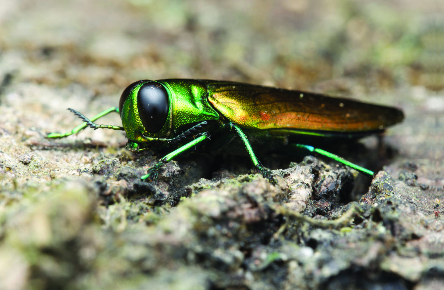 Tree, Shrub & Lawn Care Services | SavATree Certified Arborists