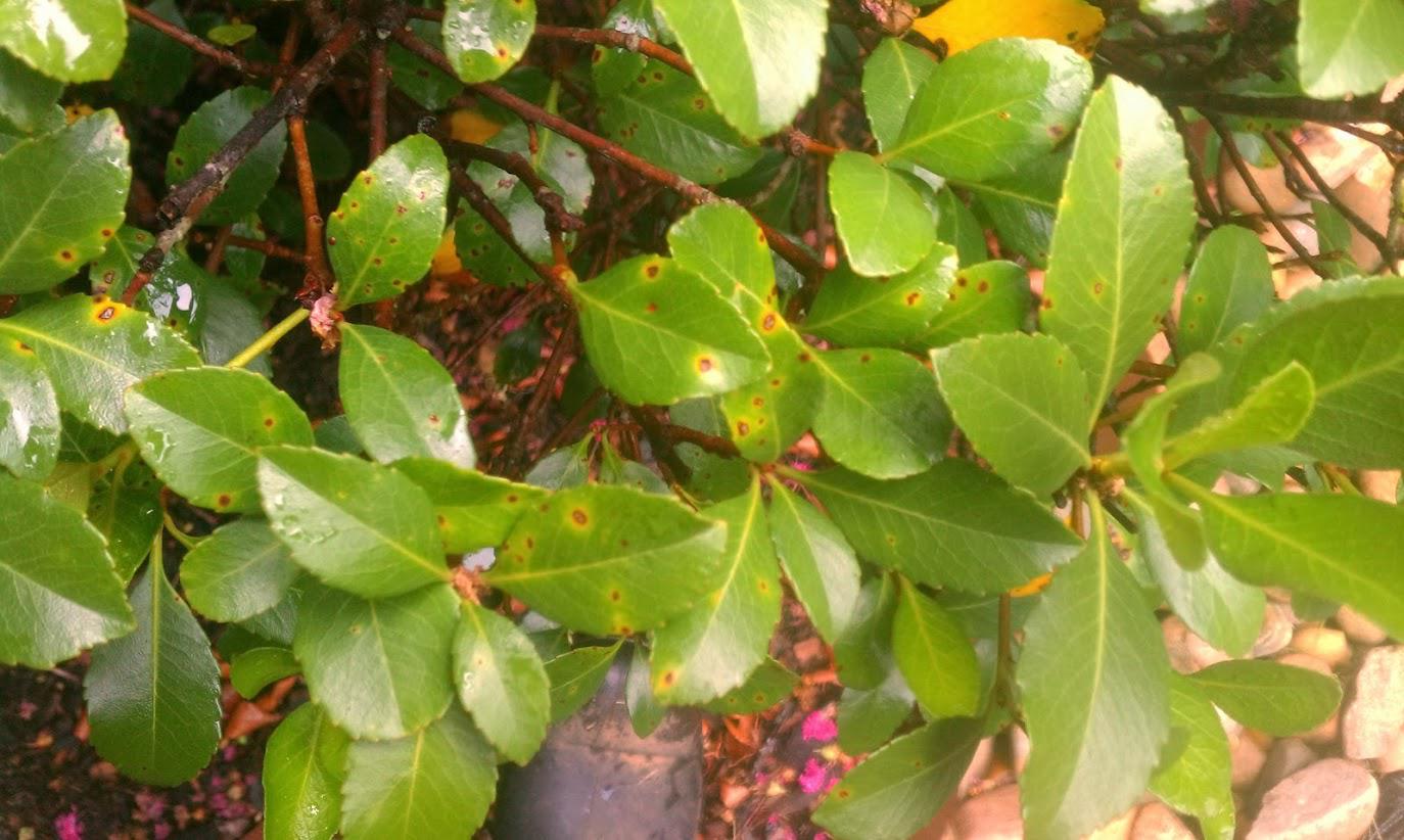 Managing Leaf Spot Diseases on Trees: Identification & Prevention Tips