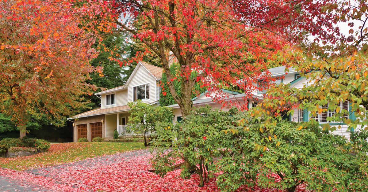 What Your Trees Are Trying to Tell You This Fall | SavATree