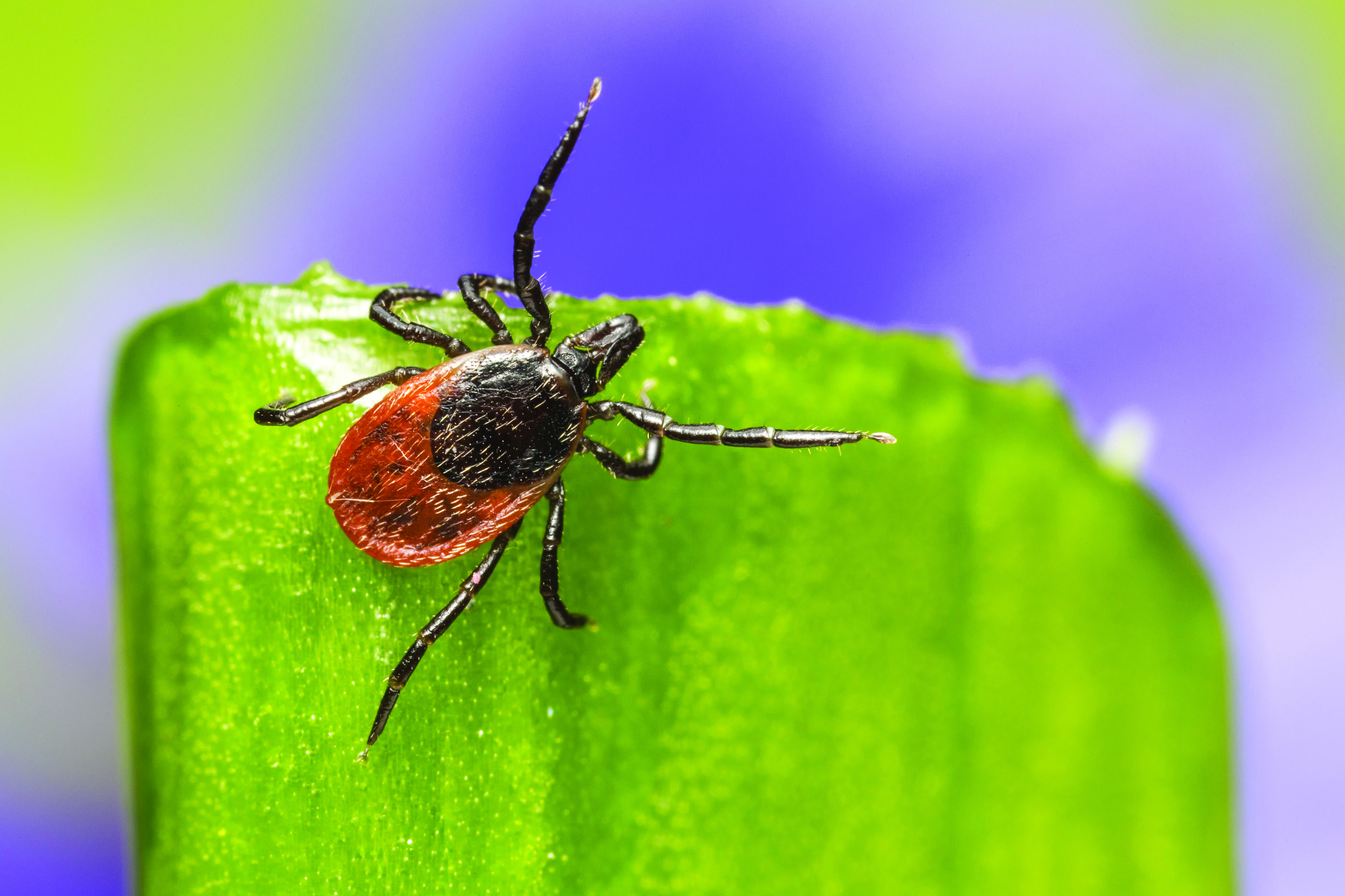 Understand the tick life cycle and how to protect your family.