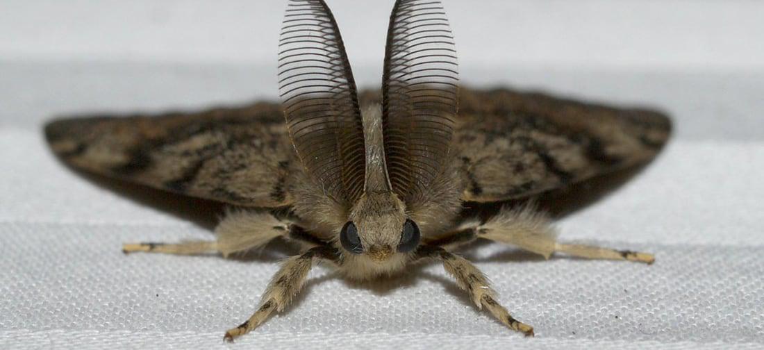 Spongy Moth Treatment | SavATree Pest Repellent Experts