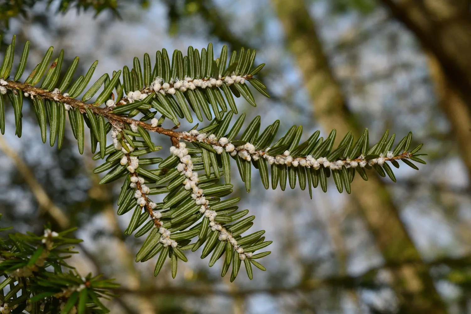 Hemlock Woolly Adelgid Treatment & Prevention | SavATree