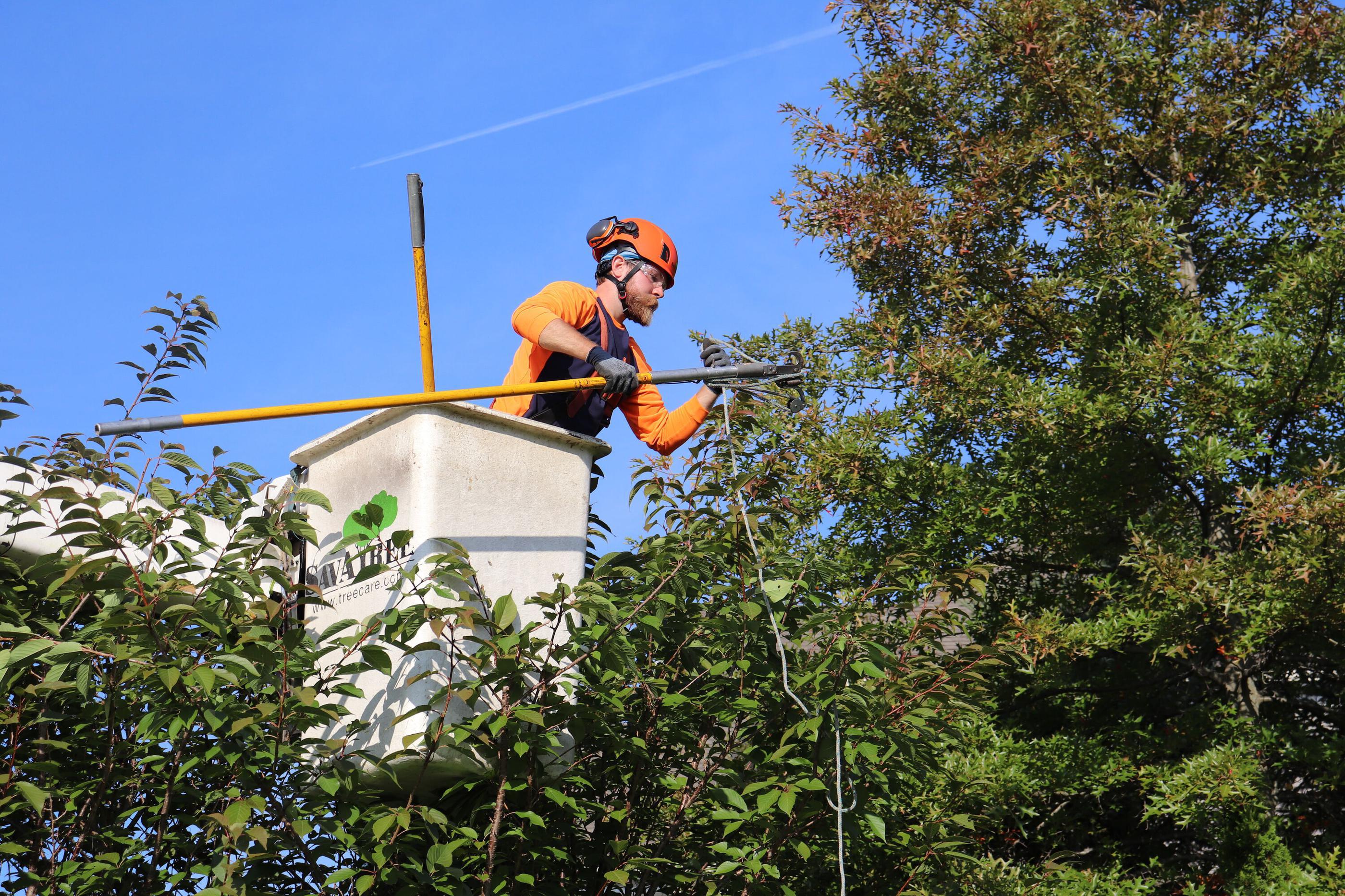 4 Benefits in Tree Pruning - SavATree