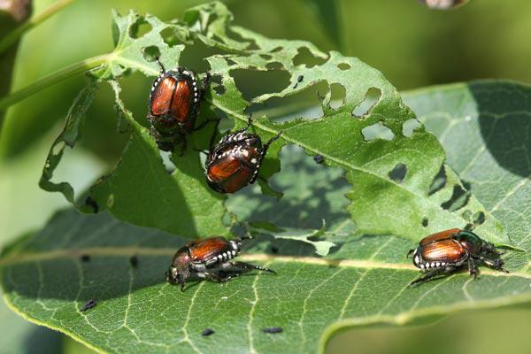 Japanese Beetle Treatment | SavATree Pest Control