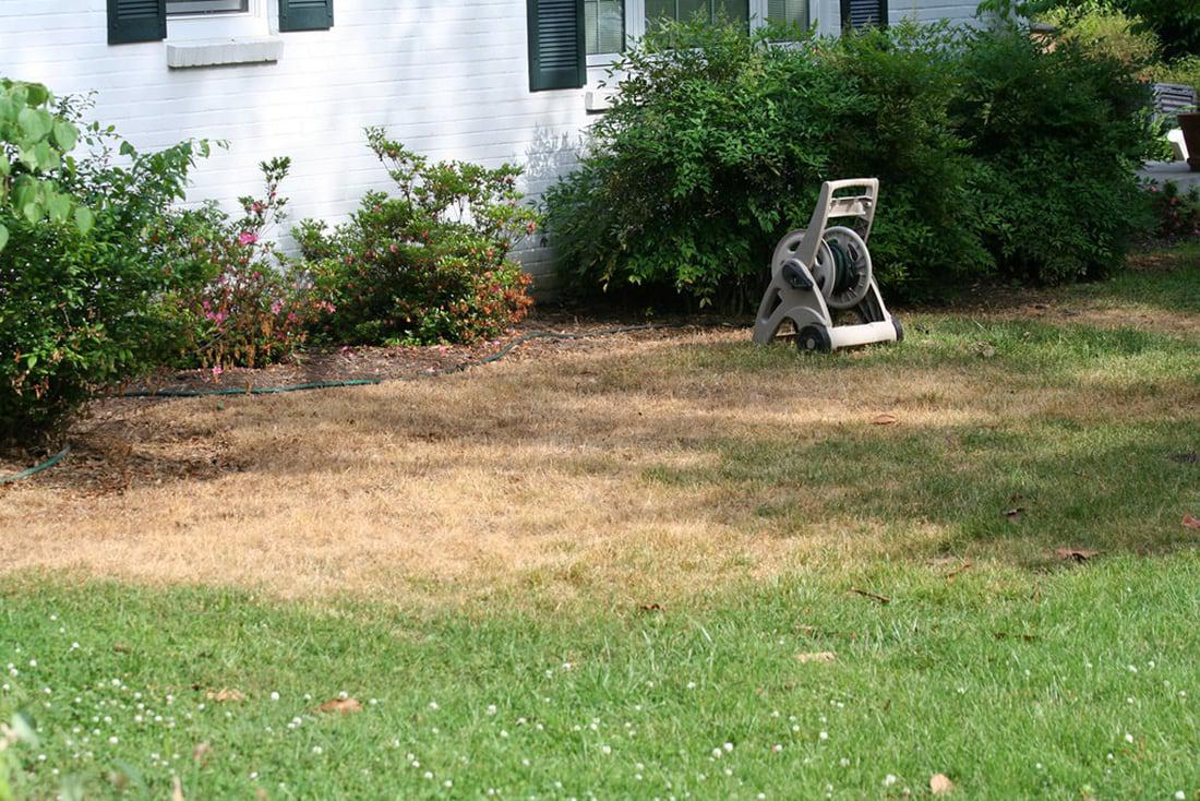 Lawn Mites and Snow Mold Should Be On Your Radar - SavATree