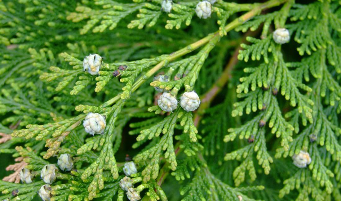 Leyland Cypress Tree Turning Yellow Q&A – Why Does My Leyland
