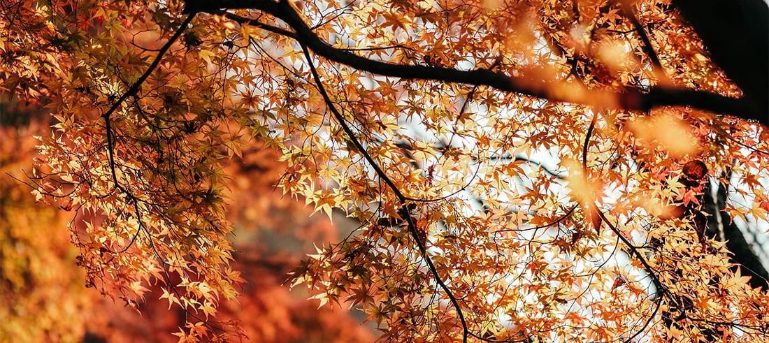 Maple Tree Varieties, Diseases & Care | SavATree