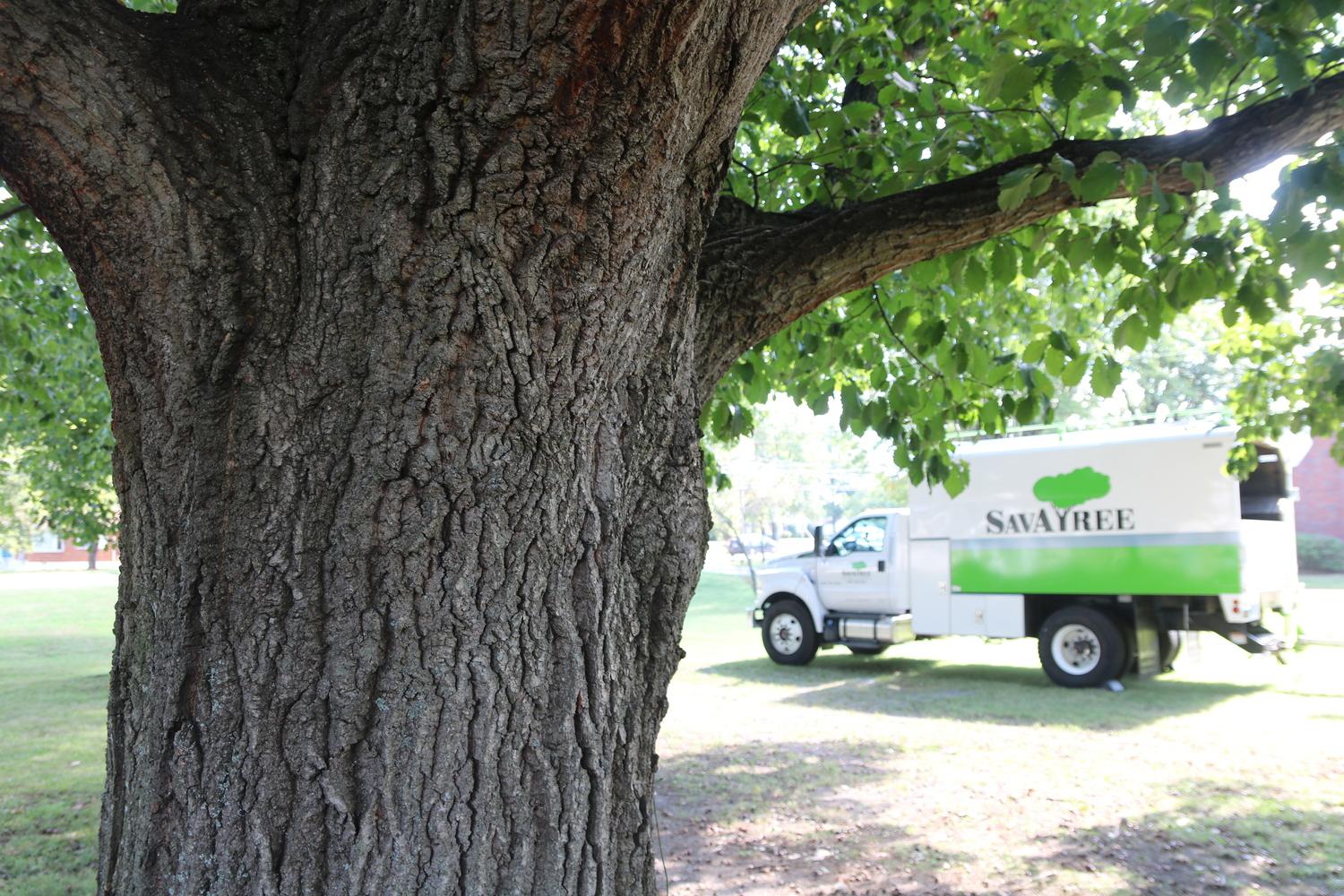 How to Detect Tree Rot: Signs, Prevention, & Treatment Tips