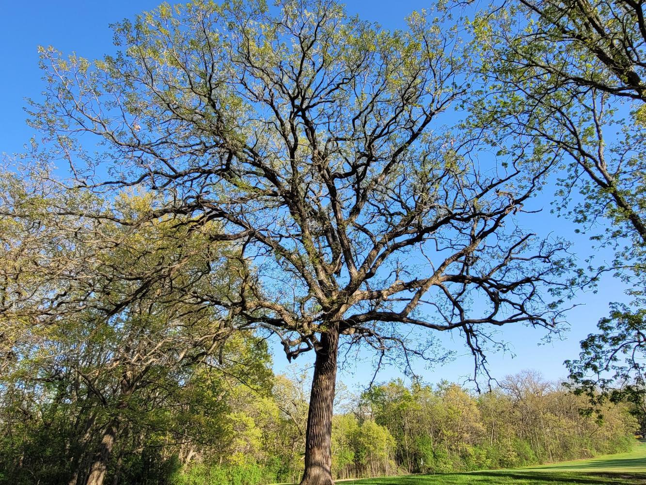 Central Texas Oak Trees