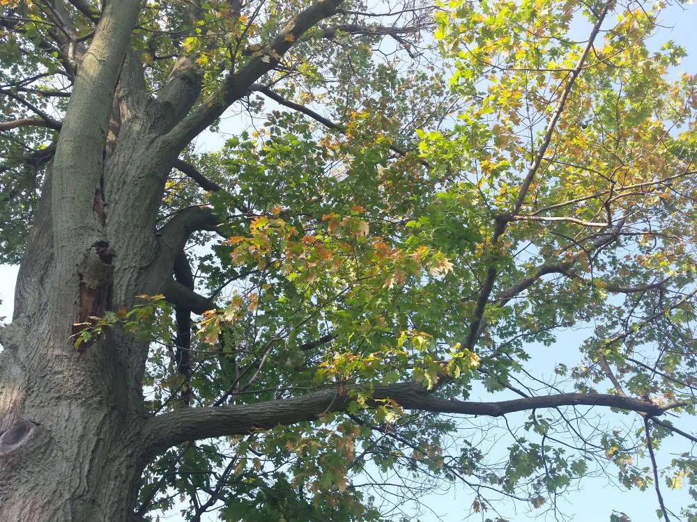 Oak Wilt and Two-Lined Chestnut Borer Treatment Near You