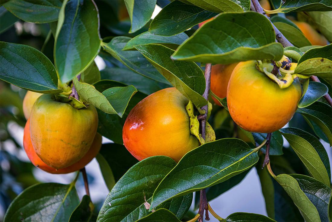 Persimmon Tree Varieties, Diseases & Care | SavATree