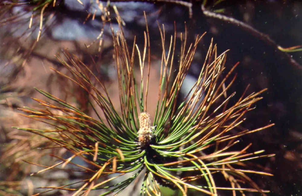 Is Your Pine Tree Turning Brown? Here’s Why & How to Fix It