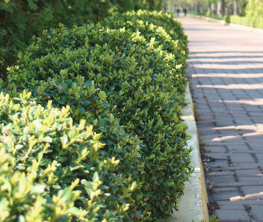 The Fight Against Boxwood Blight - SavATree