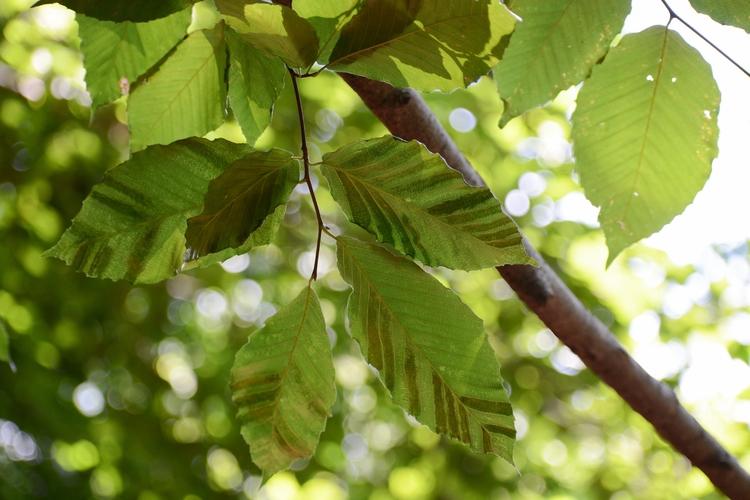 Beech Leaf Disease: Symptoms, Treatment, and How to Protect Your Trees ...