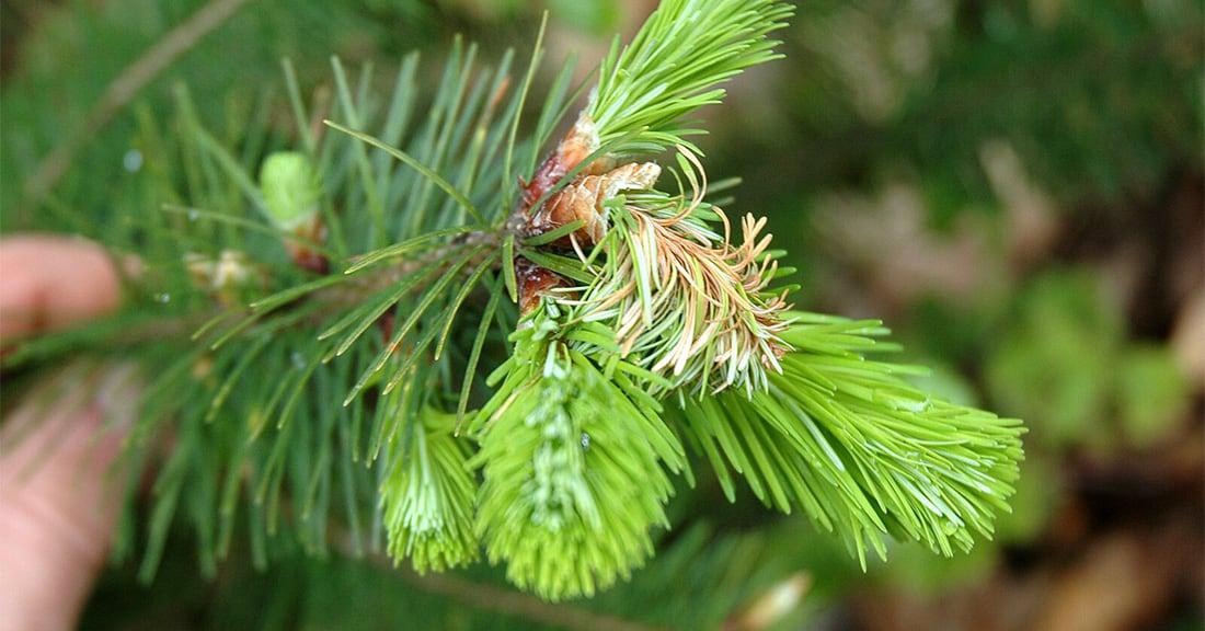 What Causes Sudden Oak Death? - SavATree