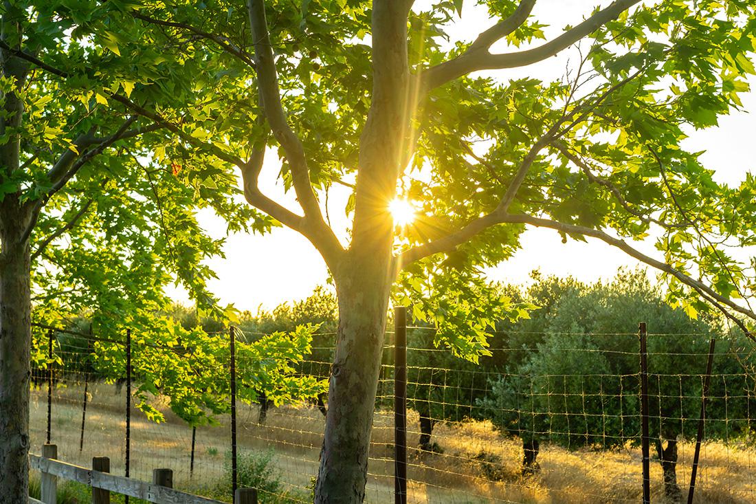 Sycamore Tree Varieties & Care | SavATree