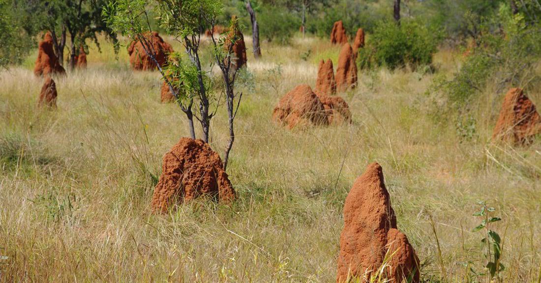Termite Mound Mitigation - SavATree