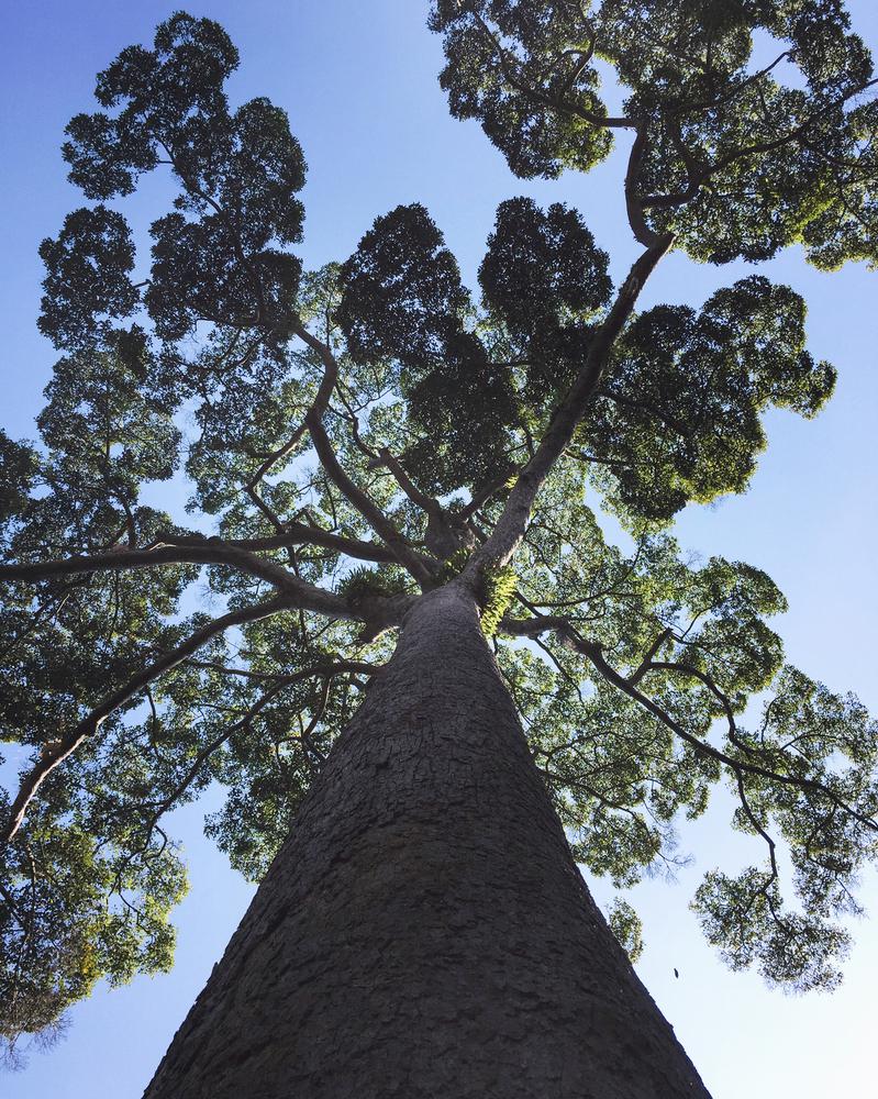 Why Is Bark Falling Off My Tree? Oak, Pine, Ash, Maple & More