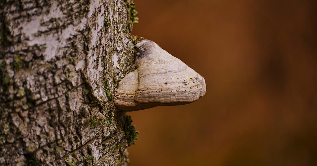 Tree Fungus Treatment & Identification | SavATree