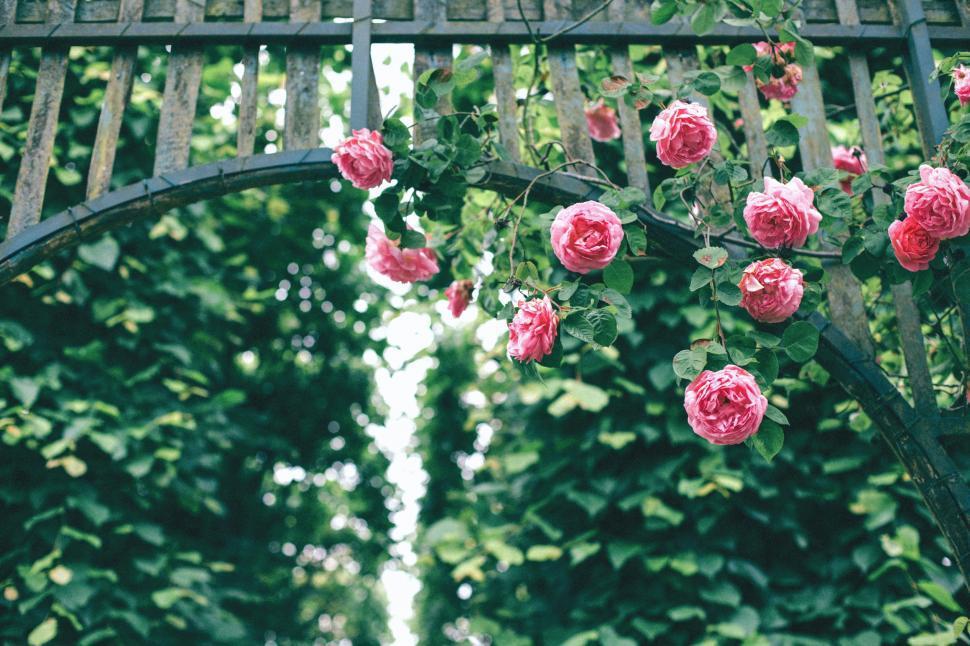 Beautify Your Trellis - SavATree