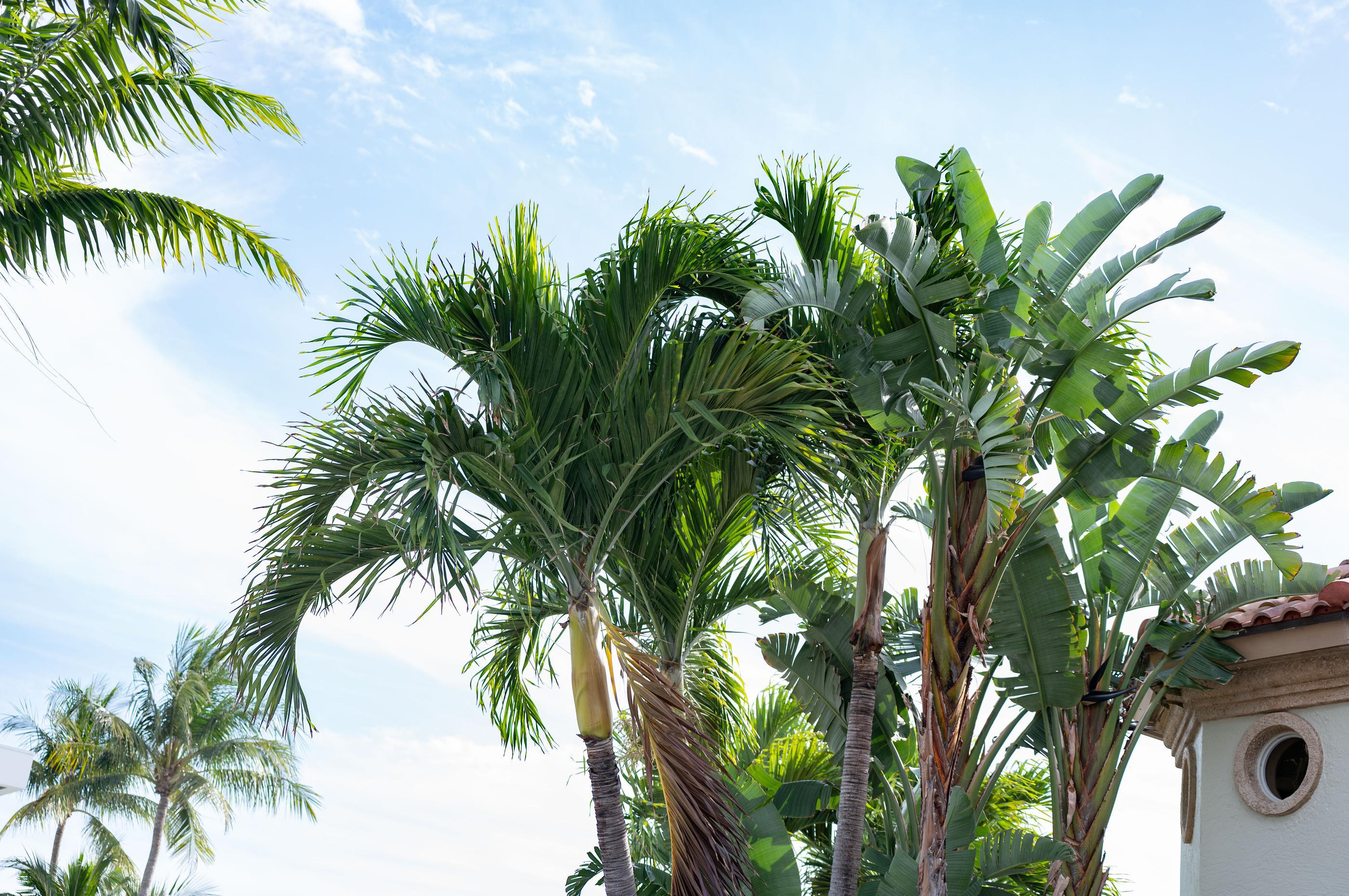 Your Guide to Palms: Expert Care from Roots to Canopy