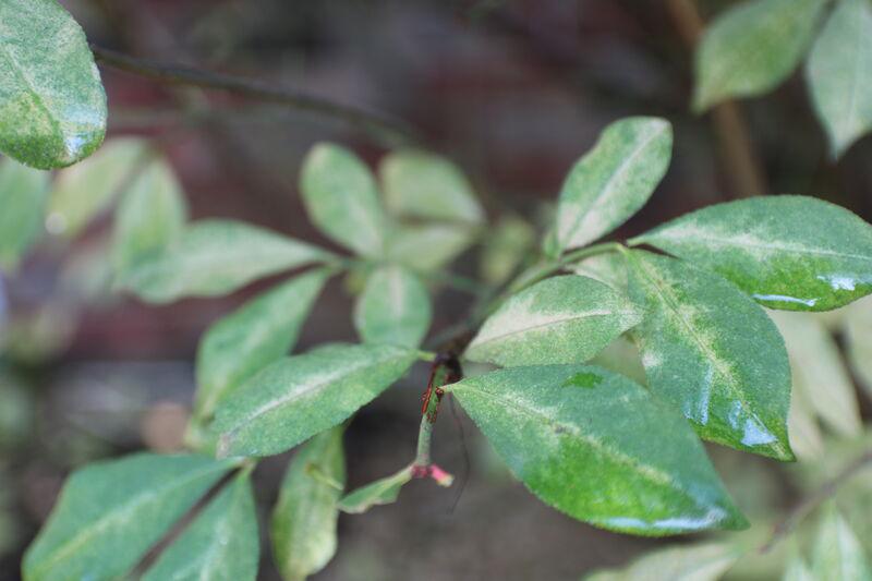 Spider Mite Treatment Near You | SavATree