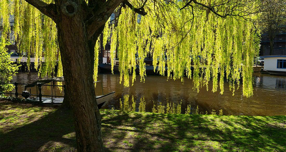 Willow Tree Varieties, Diseases & Care | SavATree